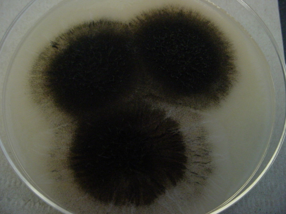 Black Mold - Stachybotrys - Mold Inspections and Air Quality Testing by ...